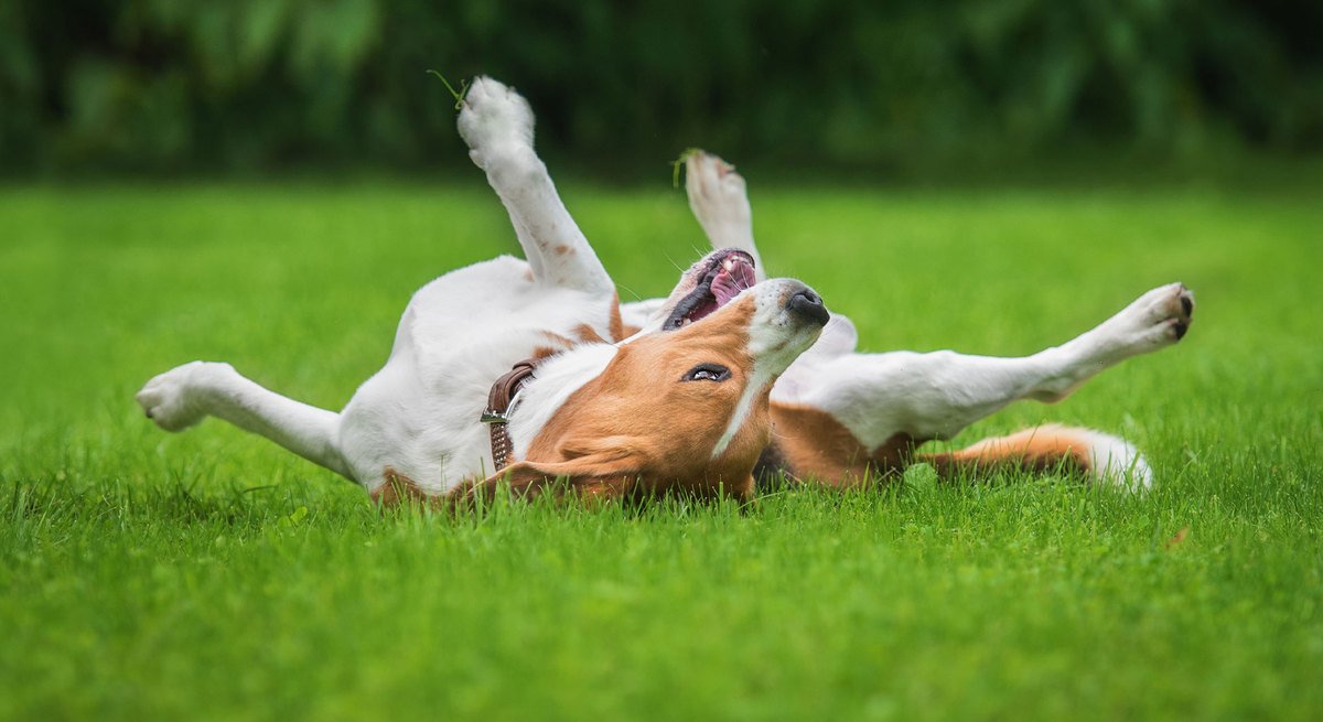 Choroby skóry u psa – objawy, leczenie, zapobieganie