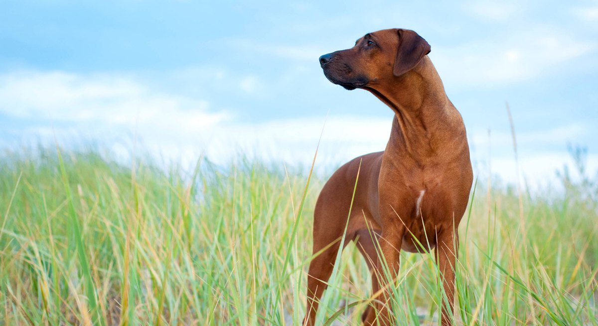 Popularne rasy psów – z czym warto się liczyć przed zakupem? Josera