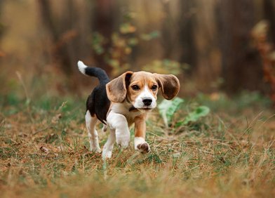 Pies beagle: wyglad, hodowle, cena