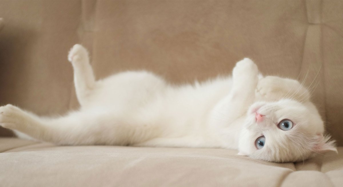 Angora turecka i jej charakterystyka Josera